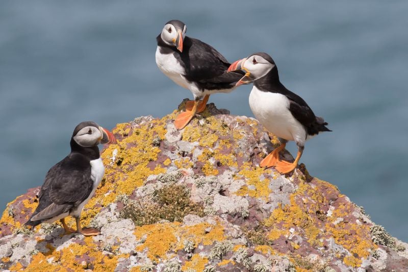 How To Visit Puffin Island